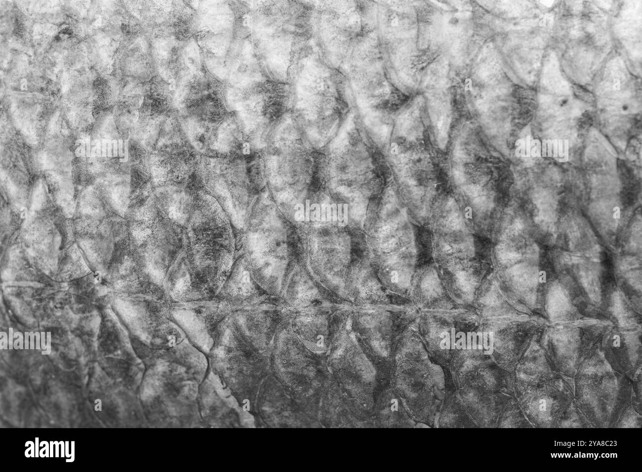 Tilapia patterns hi-res stock photography and images - Alamy