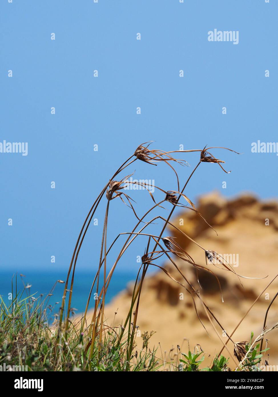 Bunchy flat-sedge (Cyperus polystachyos) Plantae Stock Photo - Alamy