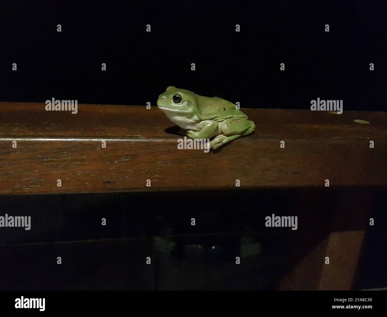 Australian Green Tree Frog (Ranoidea caerulea) Amphibia Stock Photo - Alamy
