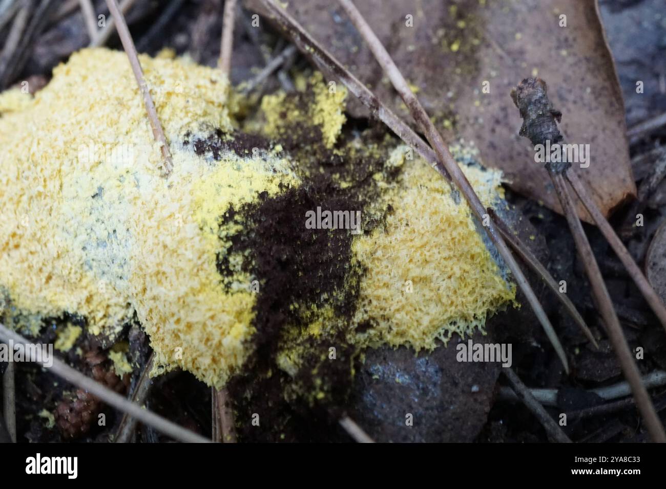 Dog Vomit Slime Mold (Fuligo septica) Protozoa Stock Photo - Alamy