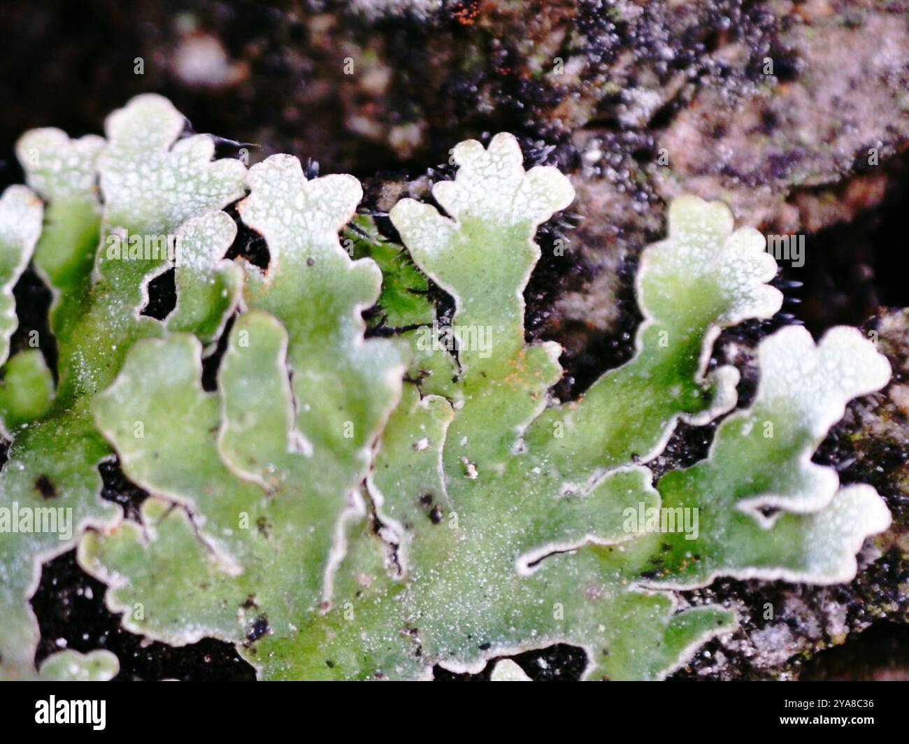 (Physconia distorta) Fungi Stock Photo - Alamy