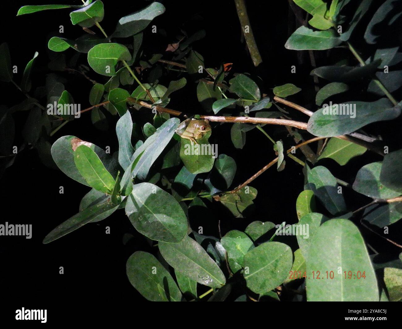 Natal forest tree frog hi-res stock photography and images - Alamy