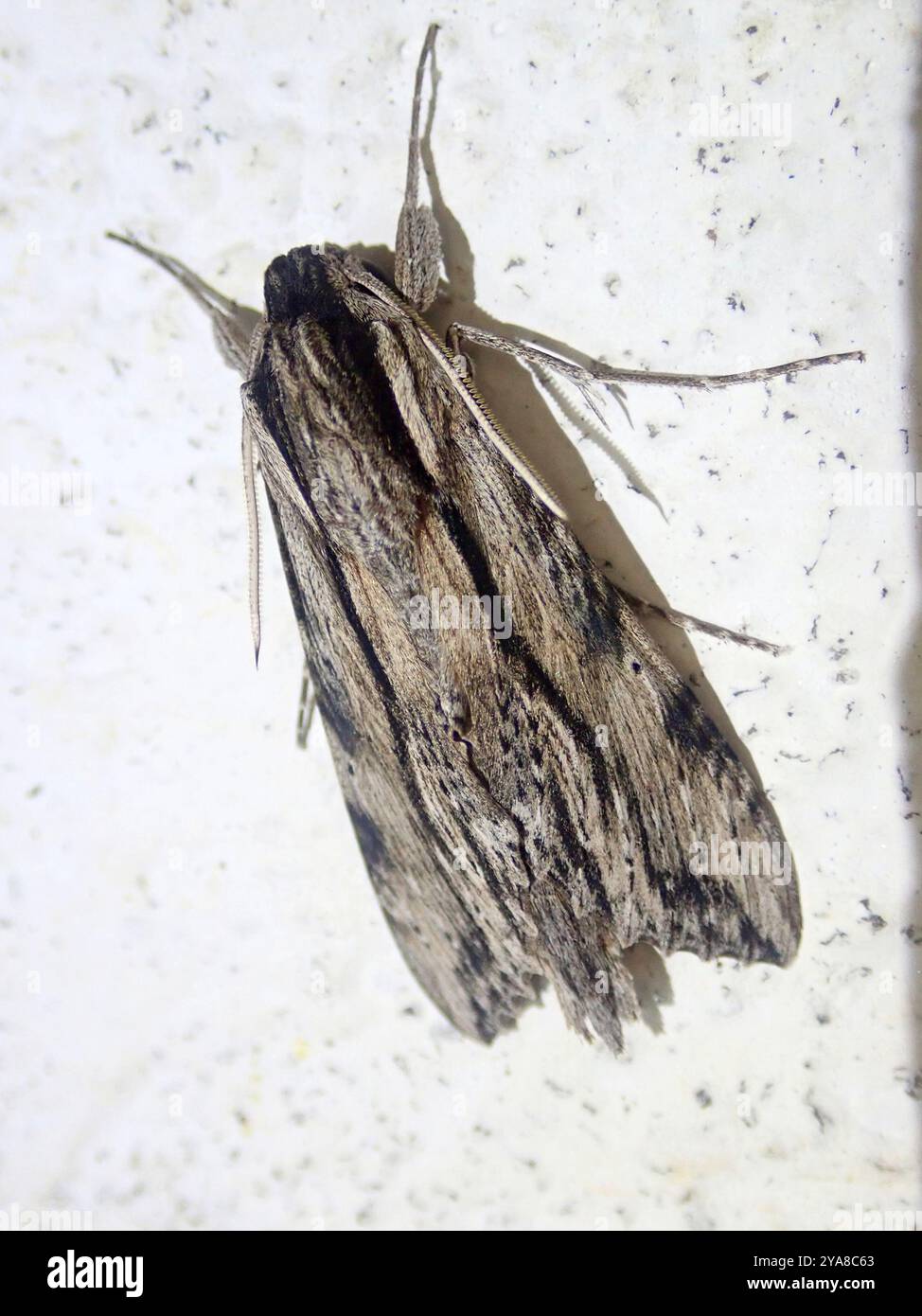 Obscure Sphinx (Erinnyis obscura) Insecta Stock Photo - Alamy