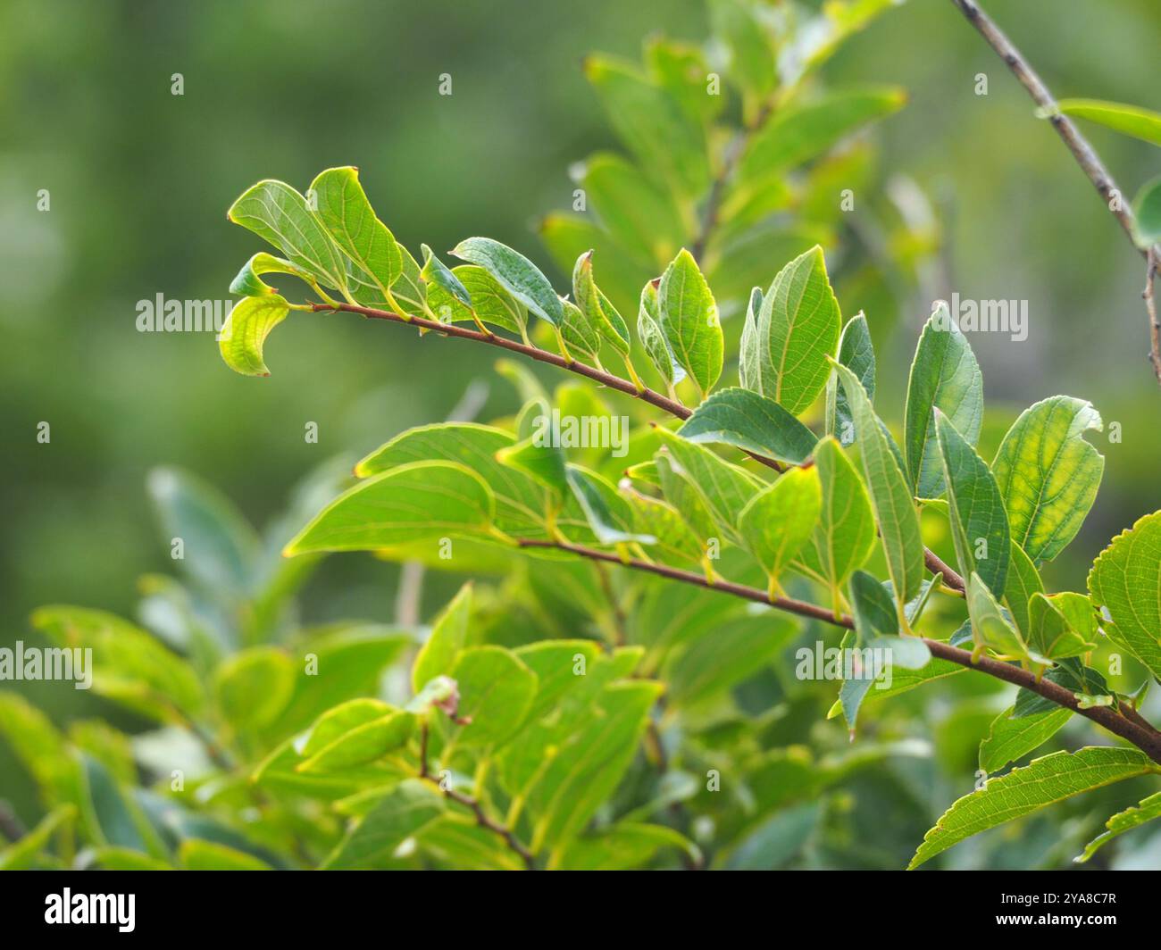 Chinese Hackberry (Celtis sinensis) Plantae Stock Photo - Alamy