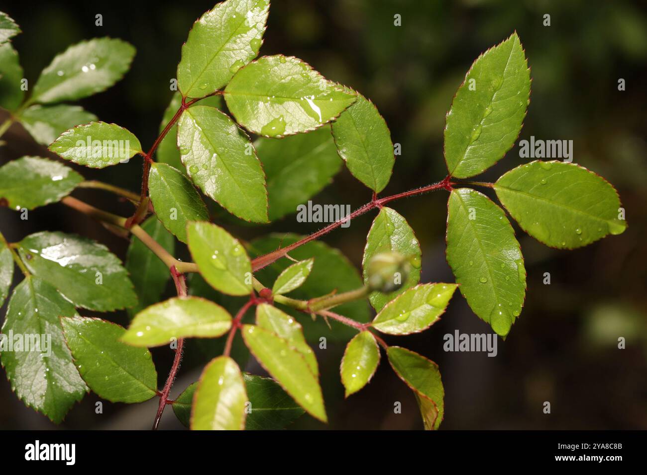 multiflora rose (Rosa multiflora) Plantae Stock Photo - Alamy