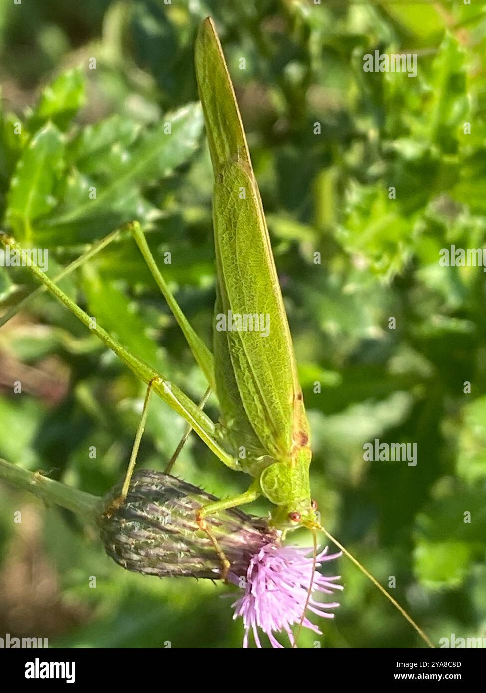 Sickle-bearing Bush-cricket (Phaneroptera falcata) Insecta Stock Photo ...