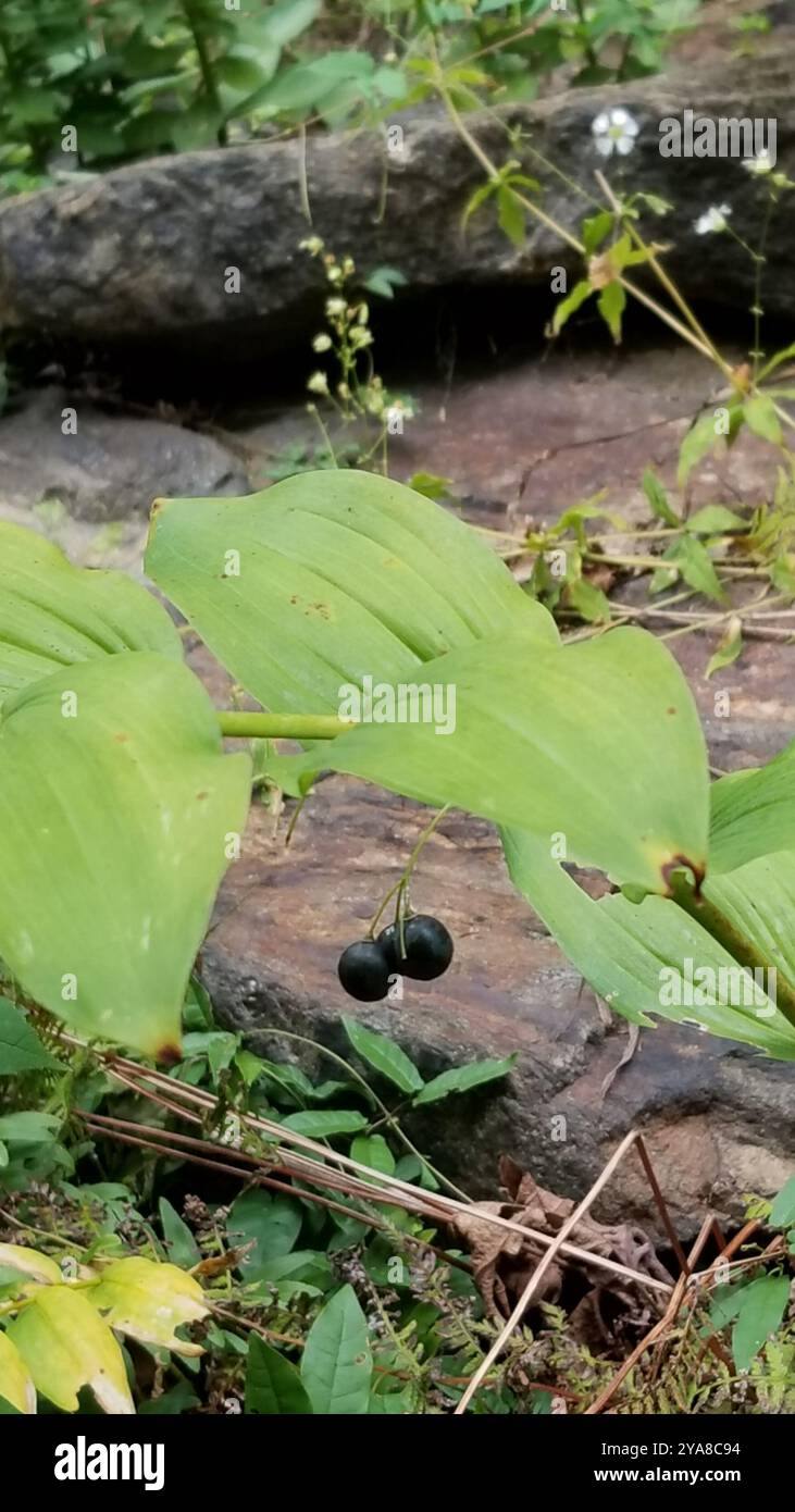 giant Solomon's seal (Polygonatum biflorum commutatum) Plantae Stock ...
