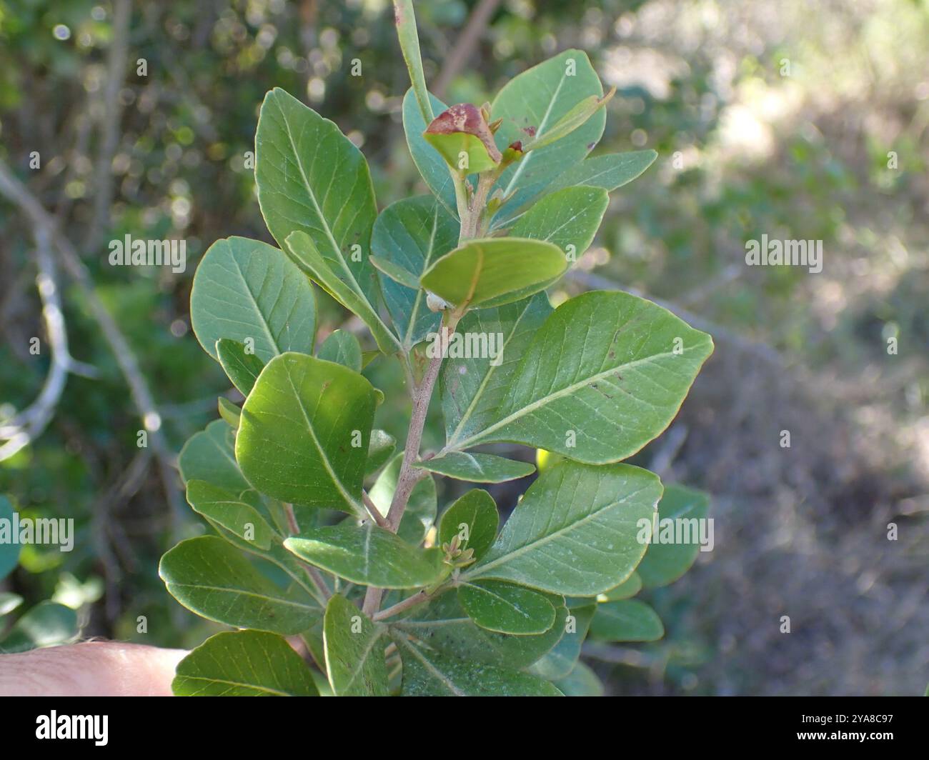 Common Glossy Currantrhus (Searsia lucida lucida) Plantae Stock Photo ...