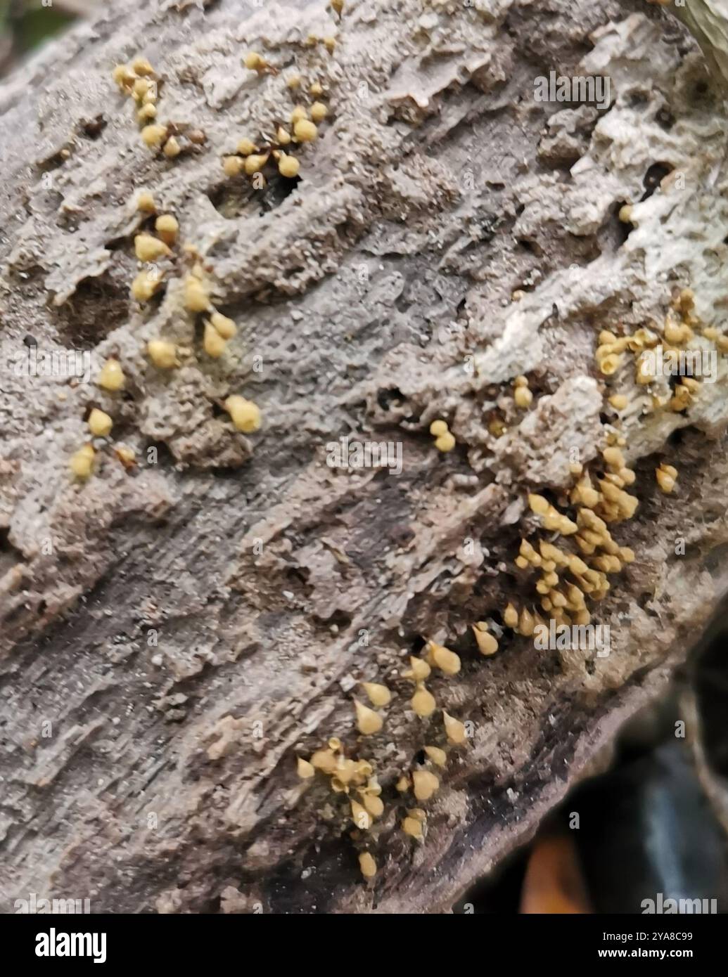 Push Pin Slime Mold (Hemitrichia calyculata) Protozoa Stock Photo - Alamy
