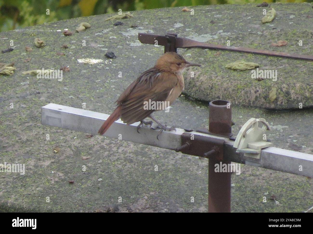 Rufous Hornero (Furnarius rufus) Aves Stock Photo - Alamy
