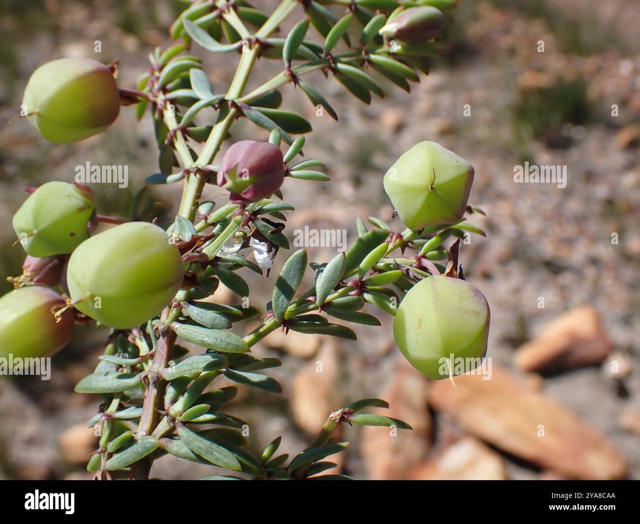 Smooth Twinleaf (Roepera fulva) Plantae Stock Photo - Alamy