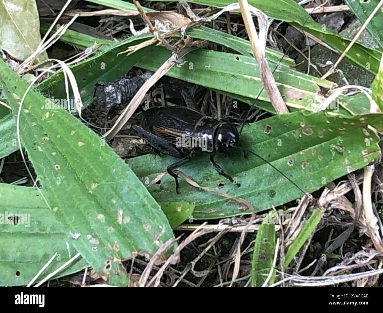 Field cricket gryllus pennsylvanicus hi-res stock photography and ...