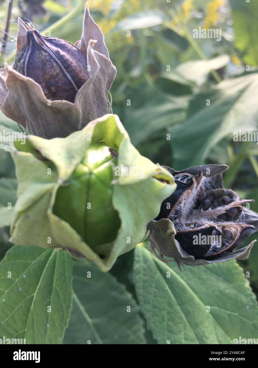 swamp rose mallow (Hibiscus moscheutos) Plantae Stock Photo - Alamy