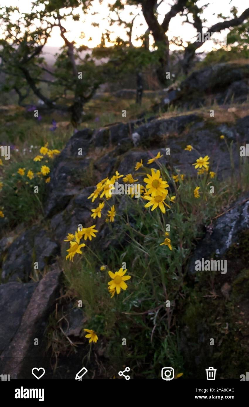 common woolly sunflower (Eriophyllum lanatum) Plantae Stock Photo - Alamy