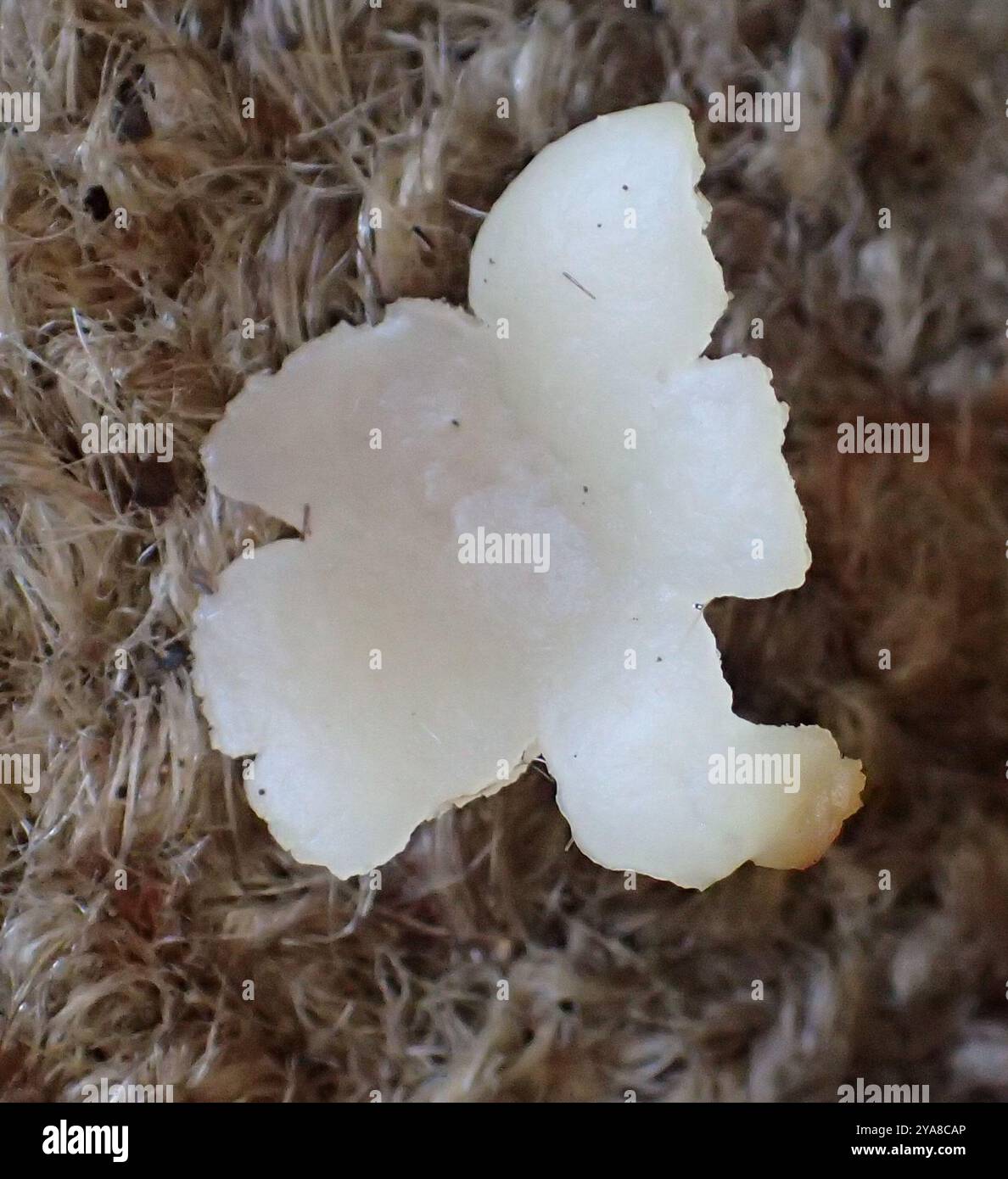 Pezizas, Desert Truffles, and Allies (Pezizaceae) Fungi Stock Photo - Alamy