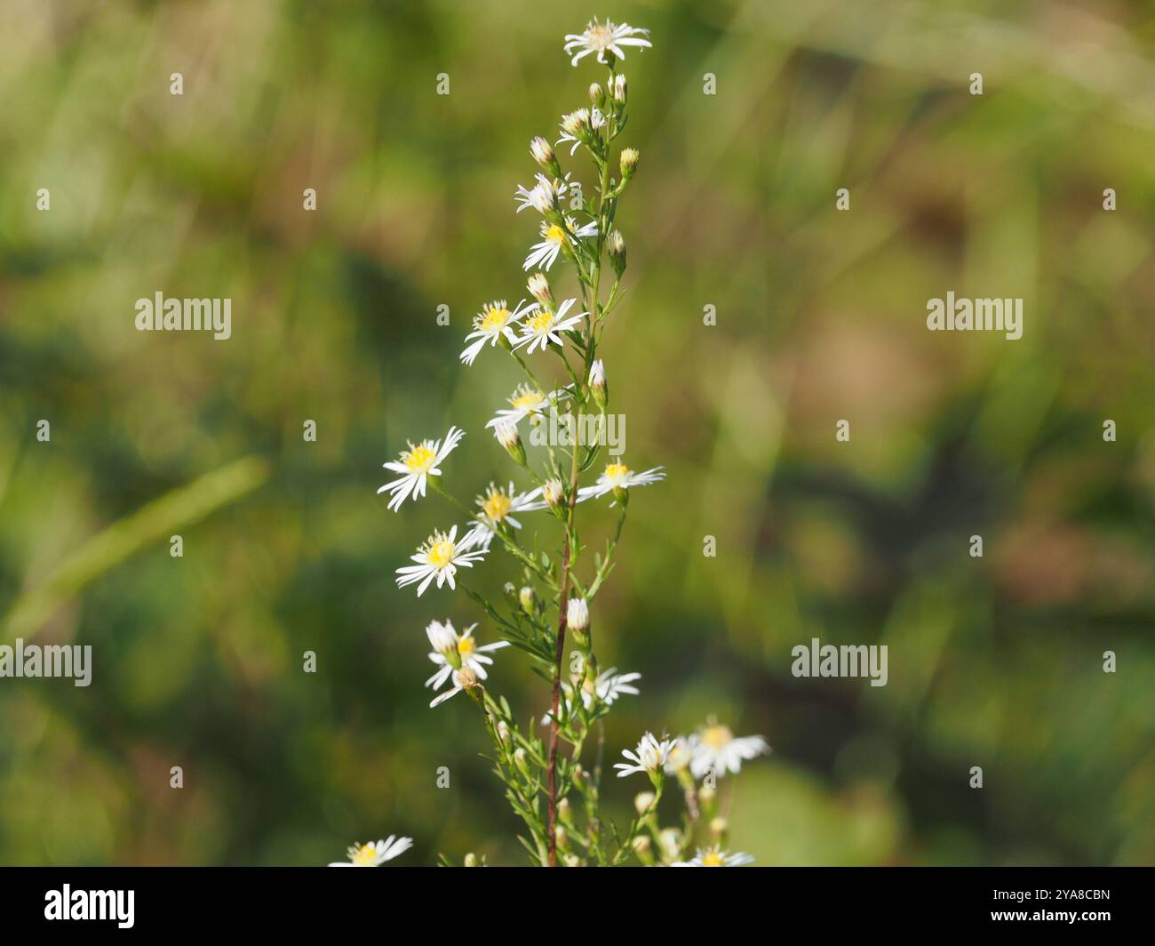 American asters (Symphyotrichum) Plantae Stock Photo - Alamy