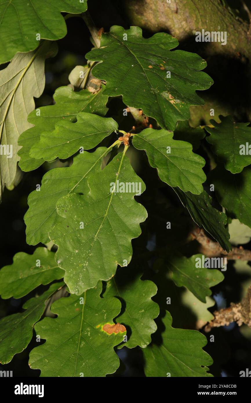 pedunculate oak × sessile oak (Quercus × rosacea) Plantae Stock Photo ...
