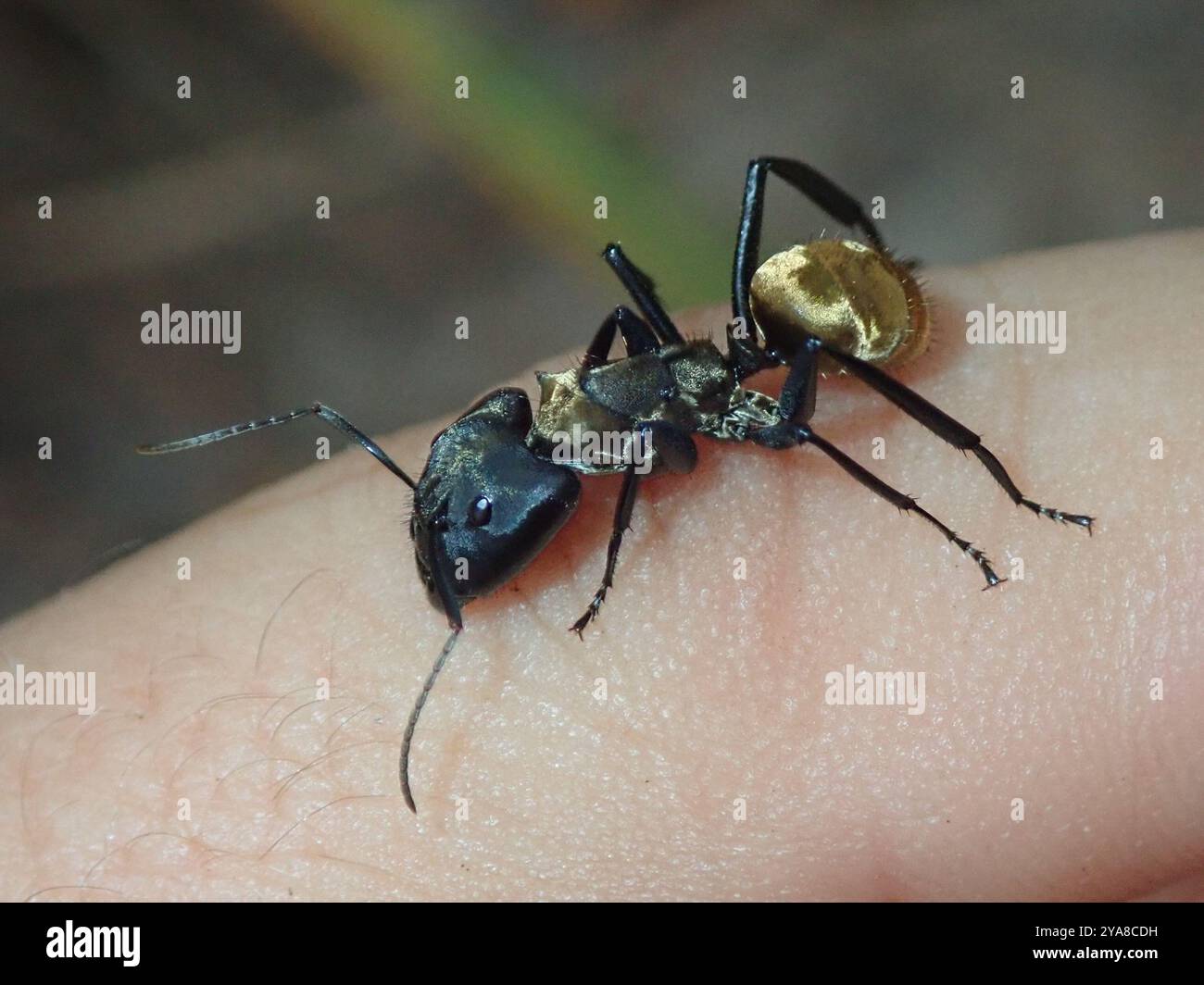 Shimmering Golden Sugar ant (Camponotus sericeiventris) Insecta Stock ...