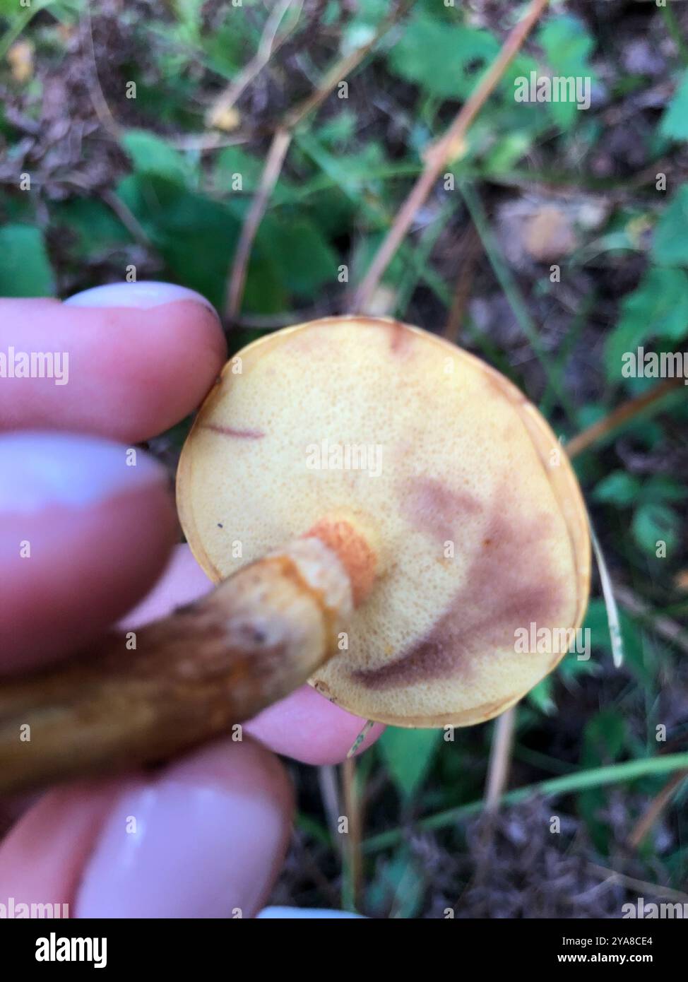 Larch Bolete (Suillus grevillei) Fungi Stock Photo - Alamy