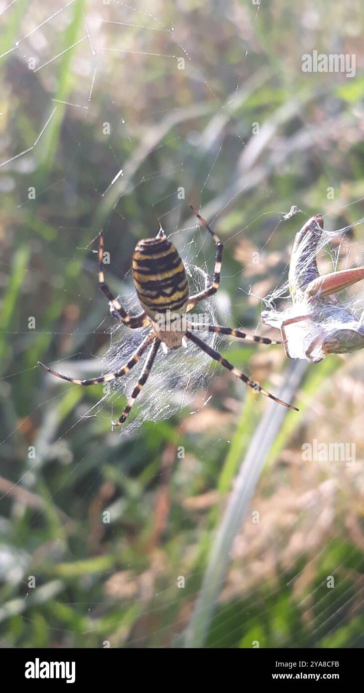 Wasp Spider (Argiope bruennichi) Arachnida Stock Photo - Alamy