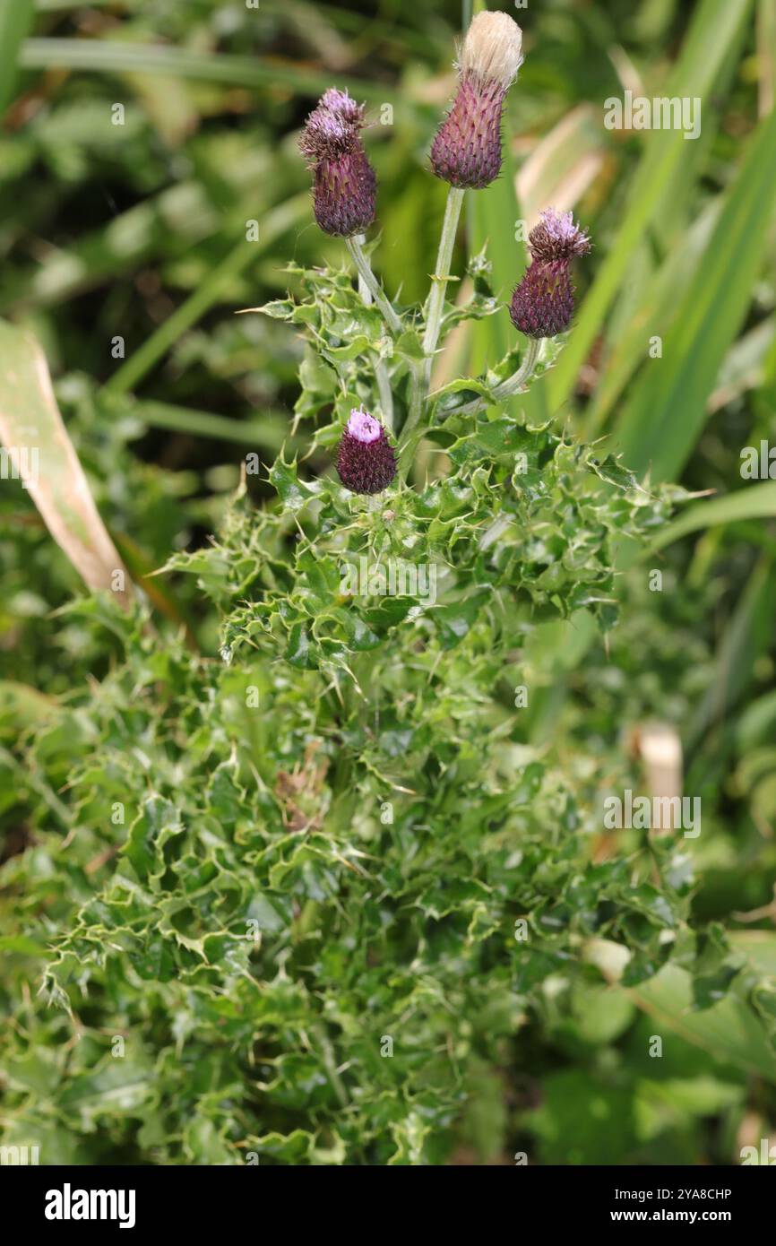 creeping thistle (Cirsium arvense) Plantae Stock Photo - Alamy