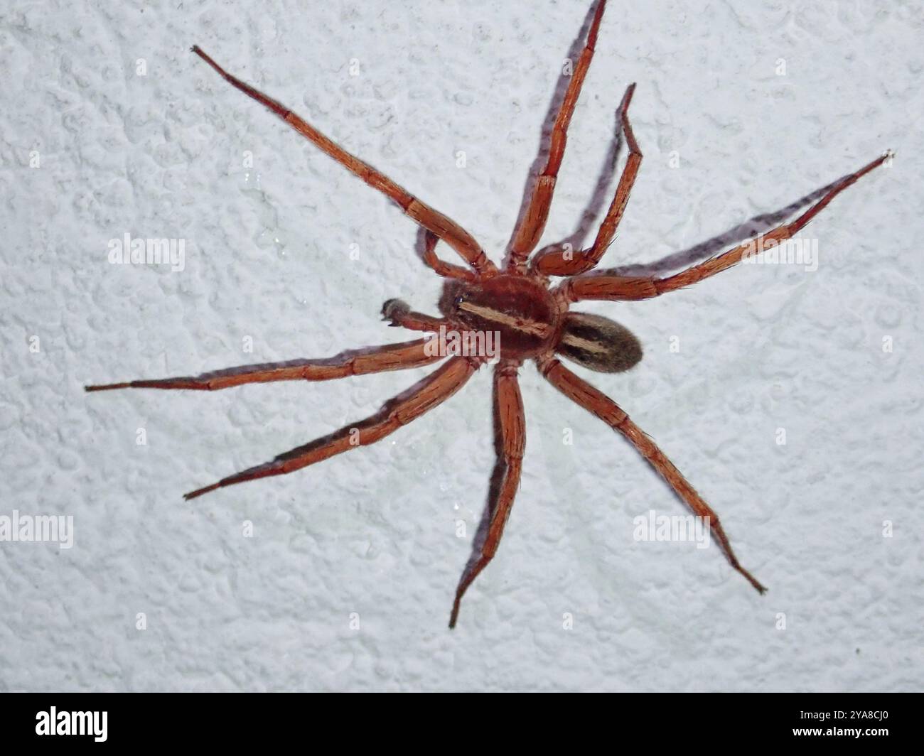 Wandering Spiders (Ctenidae) Arachnida Stock Photo - Alamy