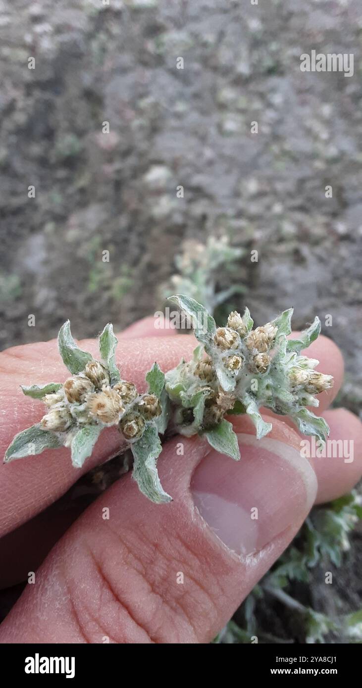 western marsh cudweed (Gnaphalium palustre) Plantae Stock Photo - Alamy