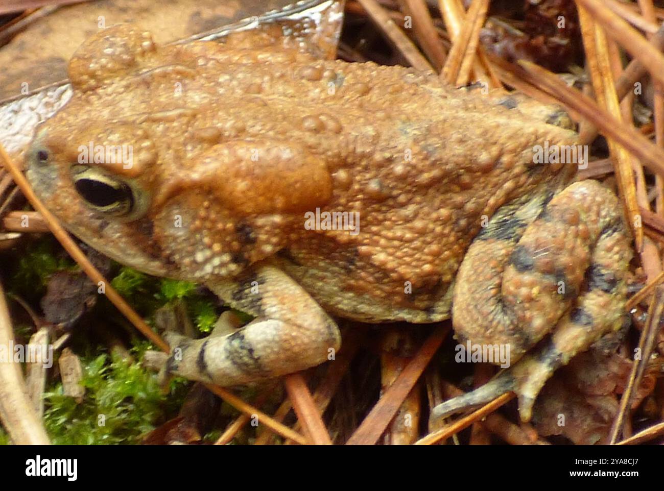 Southern Toad (Anaxyrus terrestris) Amphibia Stock Photo - Alamy