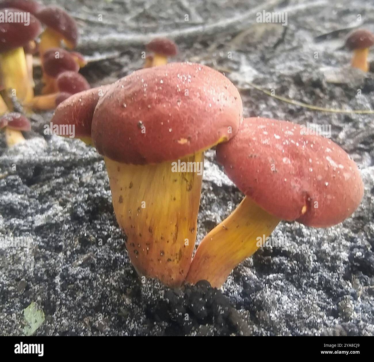 Basidiomycete Fungi (Basidiomycota) Fungi Stock Photo - Alamy