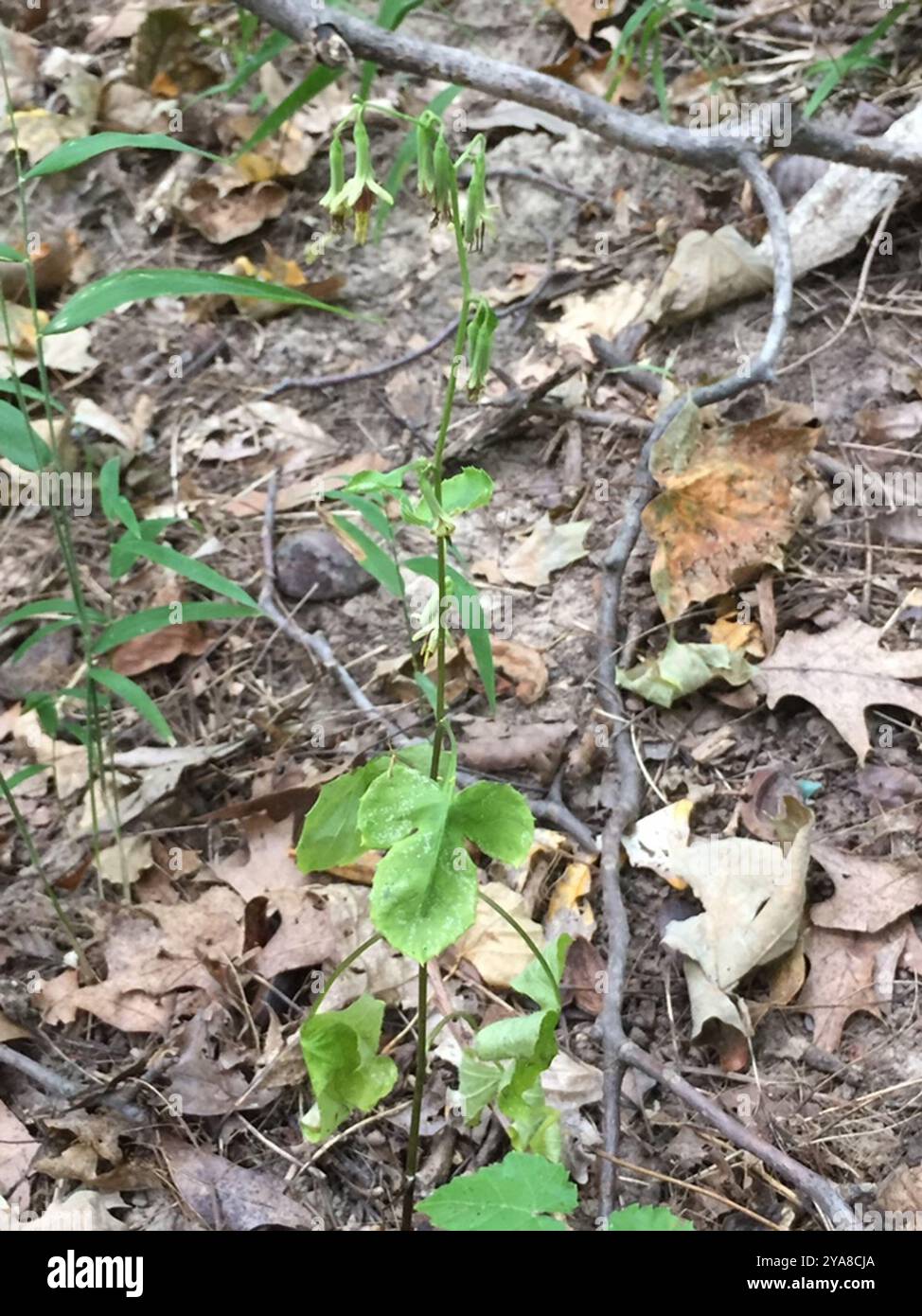 tall rattlesnake root (Nabalus altissimus) Plantae Stock Photo - Alamy