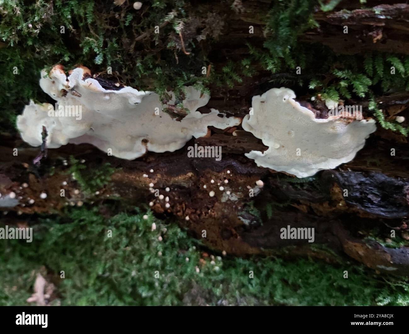 Conifer base polypore hi-res stock photography and images - Alamy