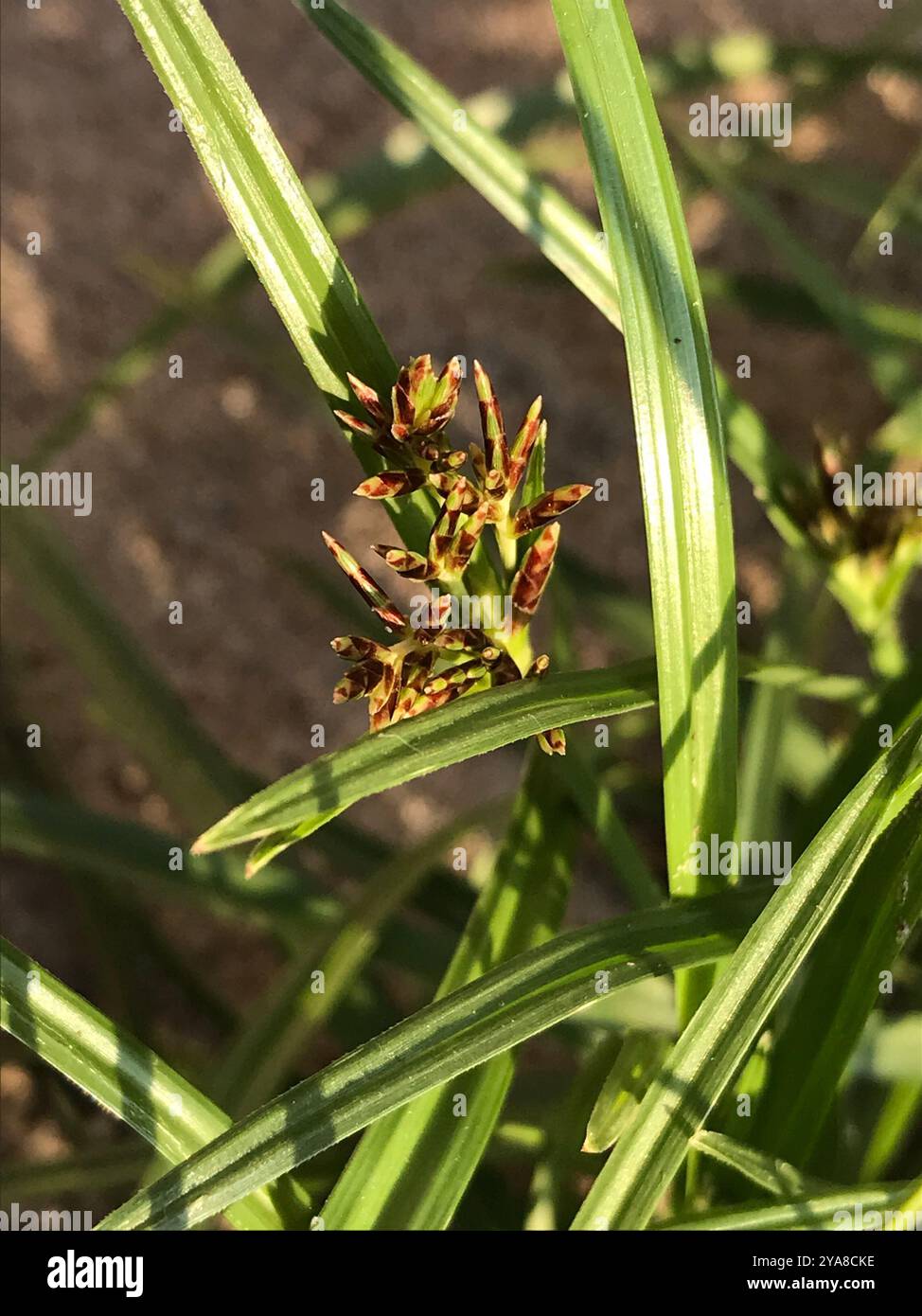 Purple nutsedge (Cyperus rotundus) Plantae Stock Photo - Alamy