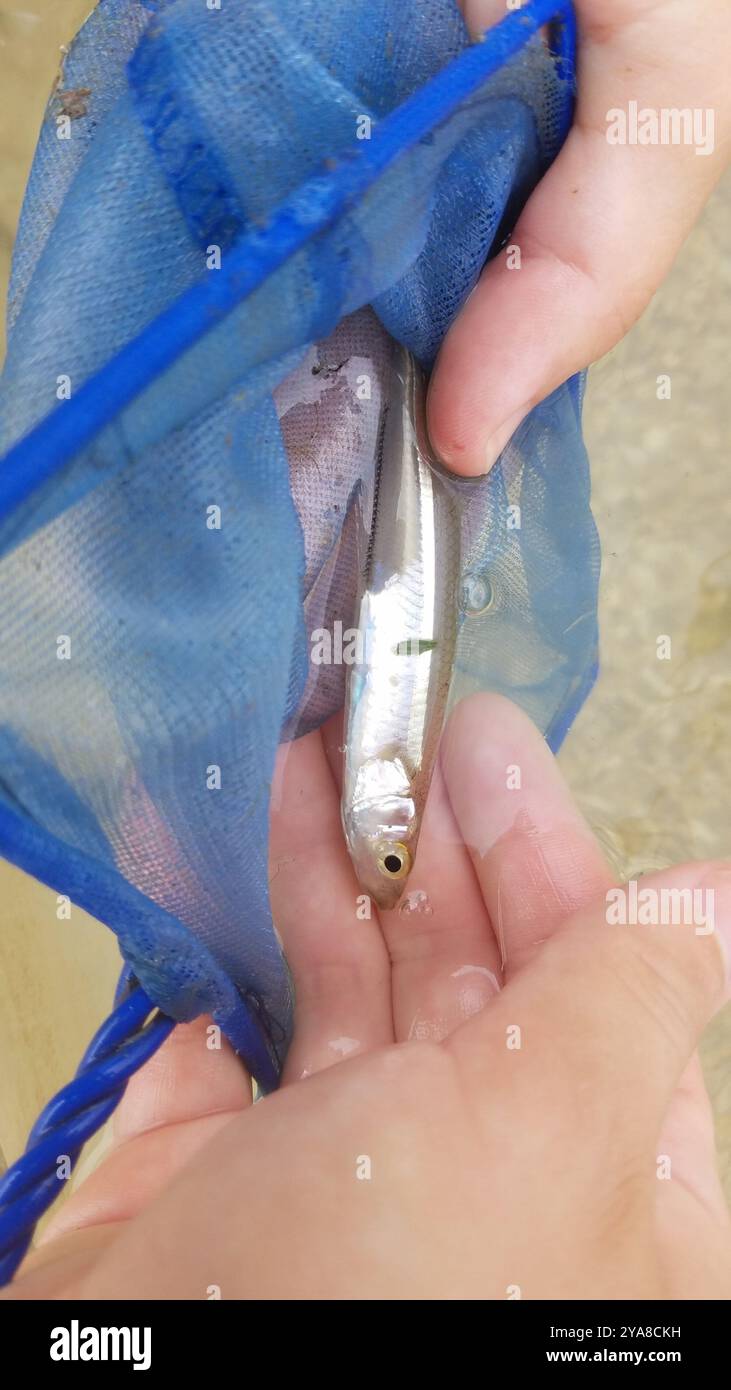 Atlantic Silverside (Menidia menidia) Actinopterygii Stock Photo - Alamy