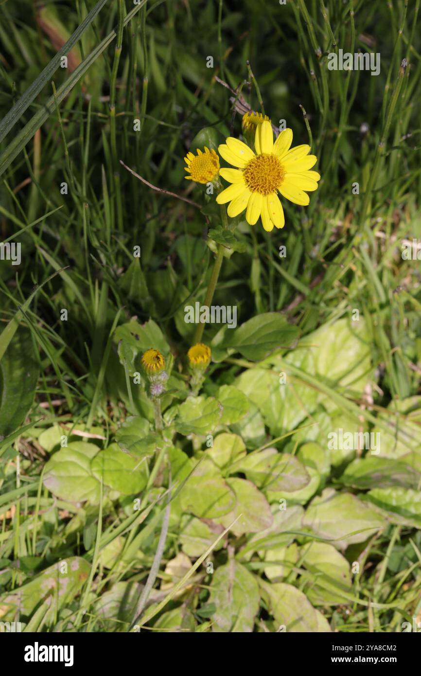 Marsh Ragwort (Jacobaea aquatica) Plantae Stock Photo - Alamy