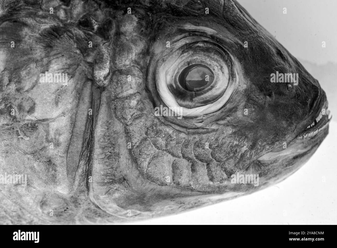 Fish eye Black and White Stock Photos & Images - Alamy