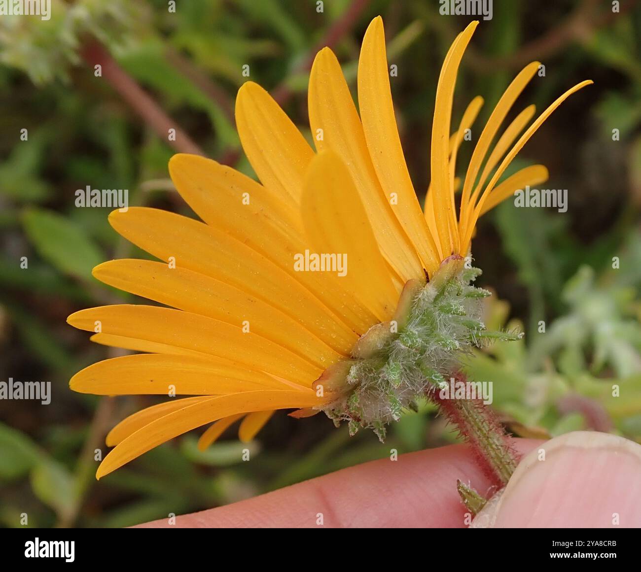 Hairy African Daisy (Arctotis hirsuta) Plantae Stock Photo - Alamy