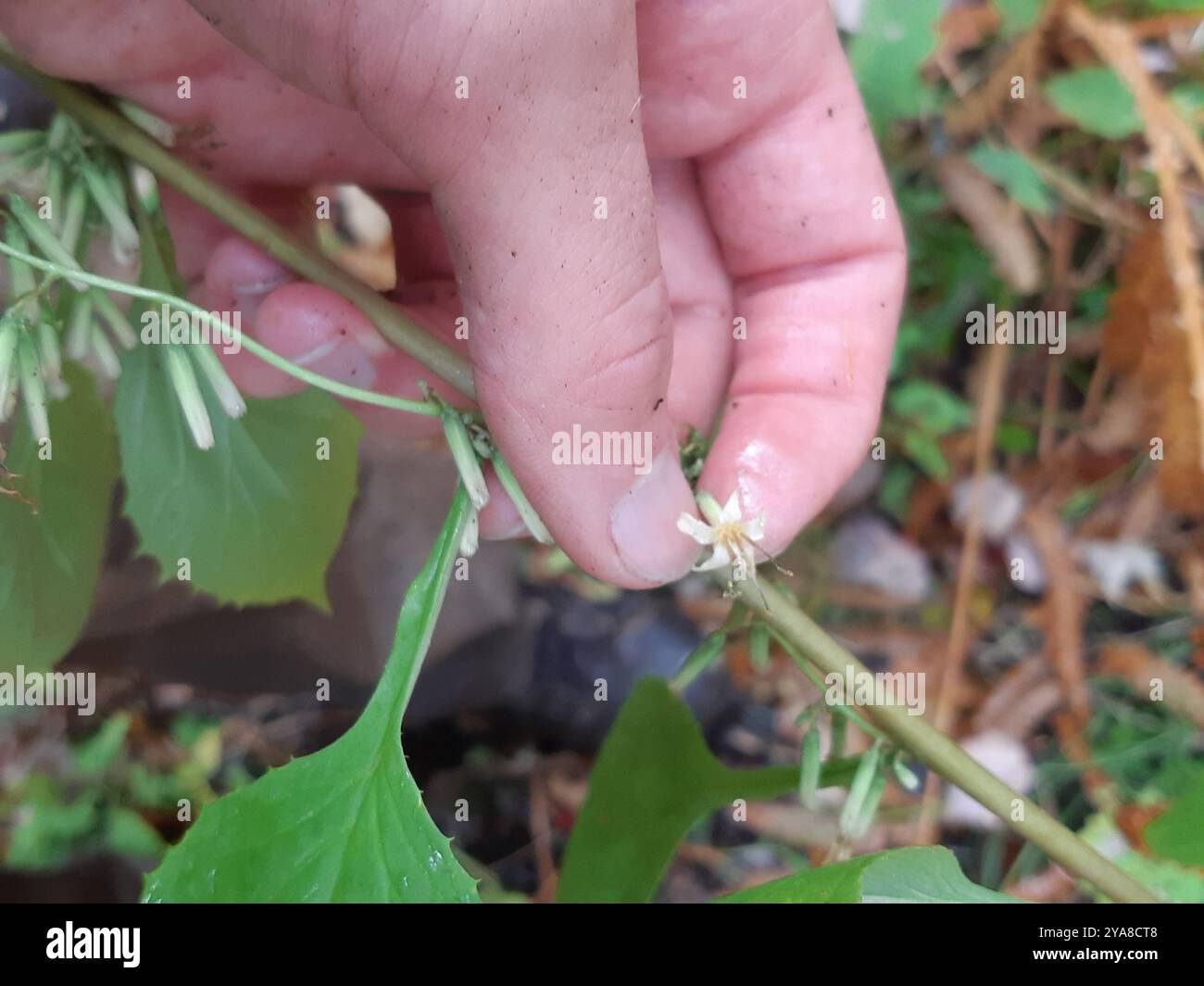 tall rattlesnake root (Nabalus altissimus) Plantae Stock Photo - Alamy