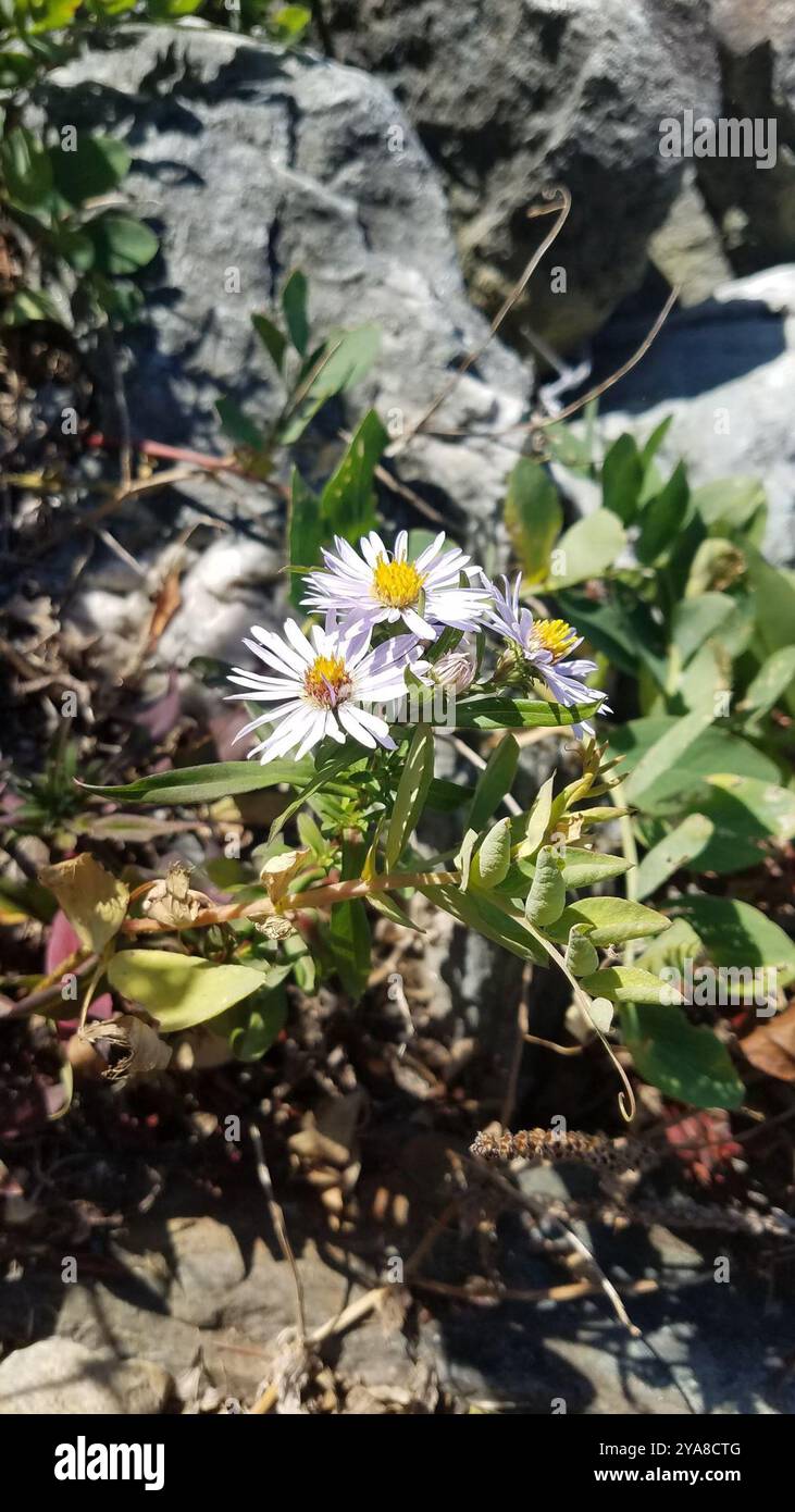 New York aster (Symphyotrichum novi-belgii) Plantae Stock Photo - Alamy