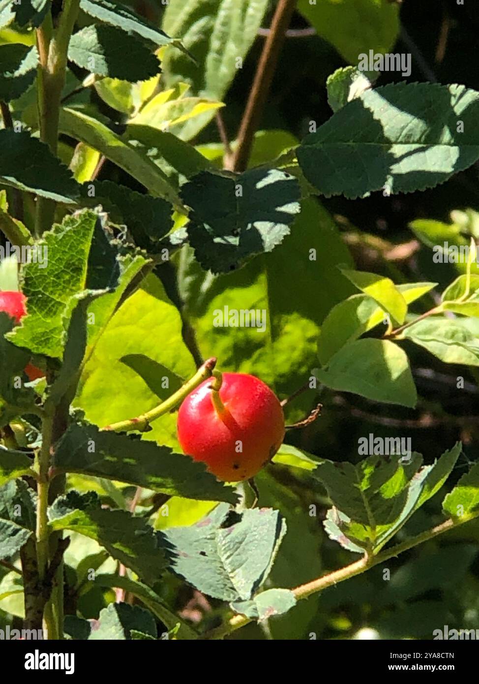 Nootka rose (Rosa nutkana) Plantae Stock Photo - Alamy
