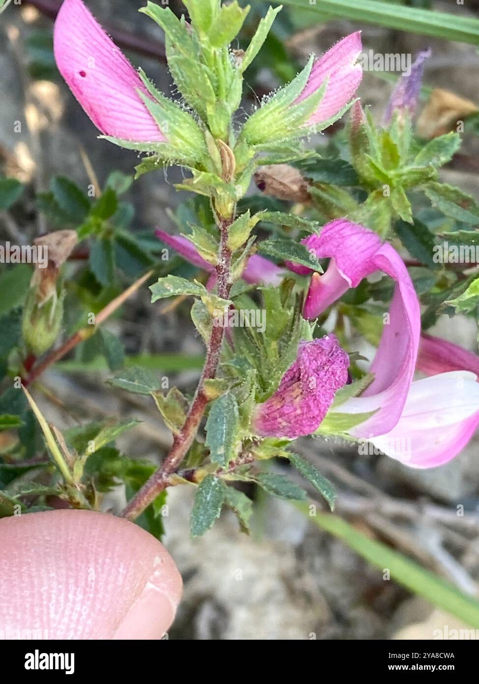 Spiny restharrow (Ononis spinosa) Plantae Stock Photo - Alamy