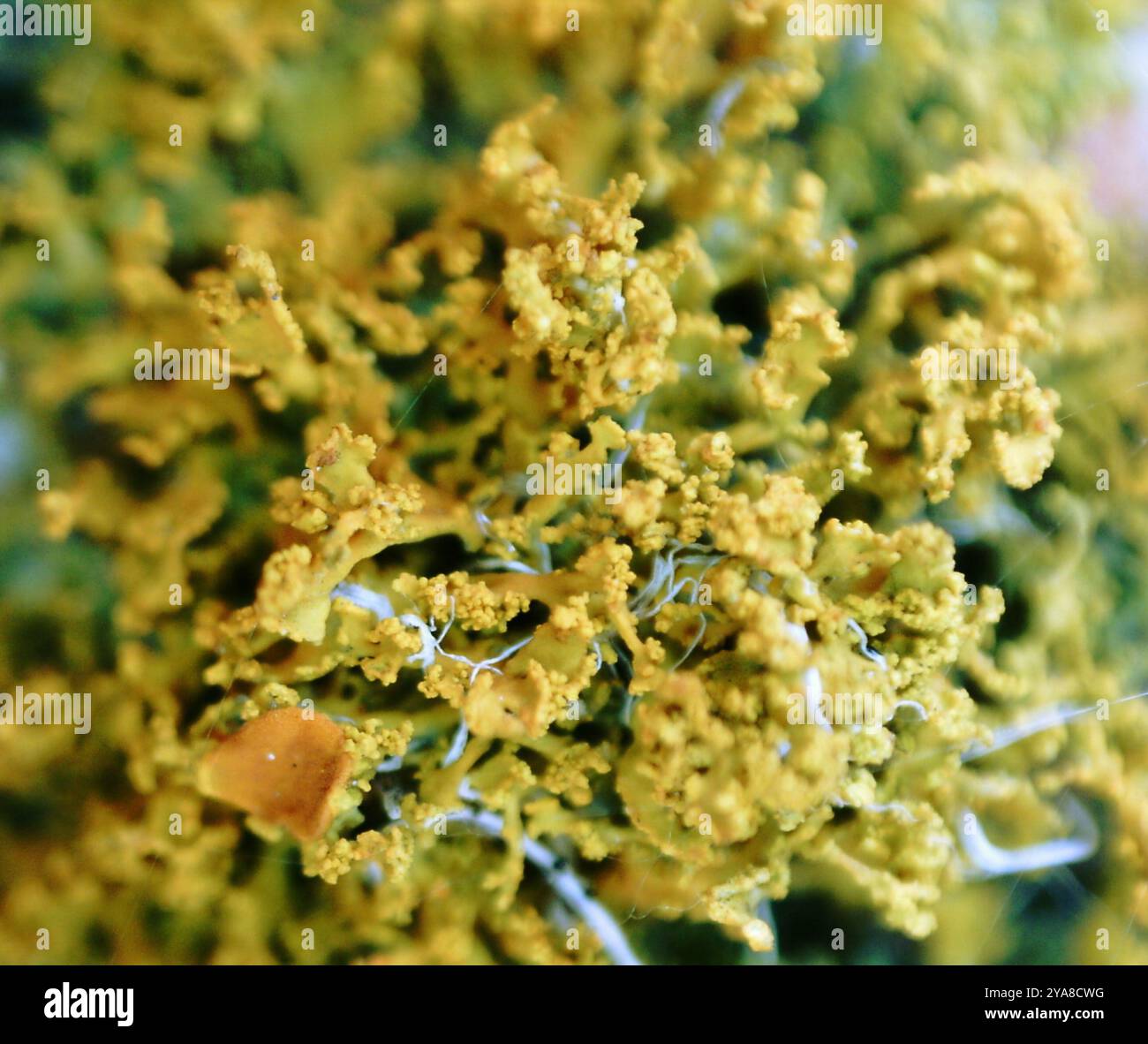 Shrubby Sunburst Lichen (Polycauliona candelaria) Fungi Stock Photo - Alamy