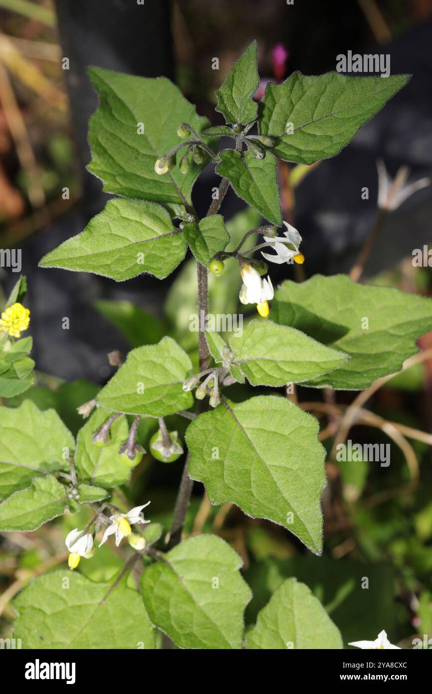 black nightshade (Solanum nigrum) Plantae Stock Photo - Alamy