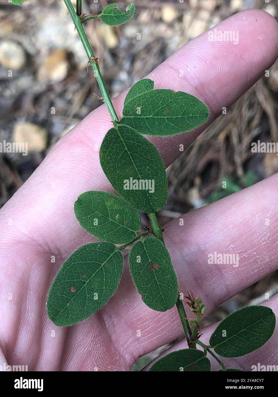 Little-leaf Tick-clover (Desmodium ciliare) Plantae Stock Photo - Alamy