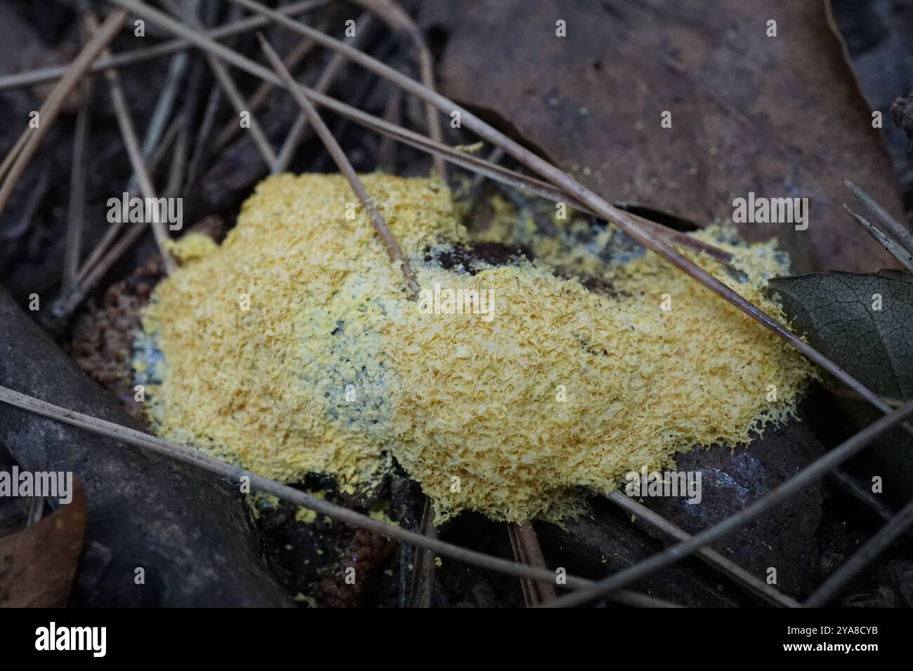 Dog Vomit Slime Mold (Fuligo septica) Protozoa Stock Photo - Alamy