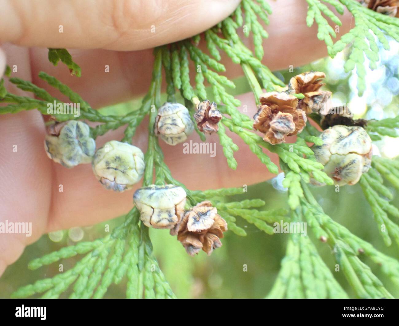 Leyland cypress (× Hesperotropsis leylandii) Plantae Stock Photo - Alamy