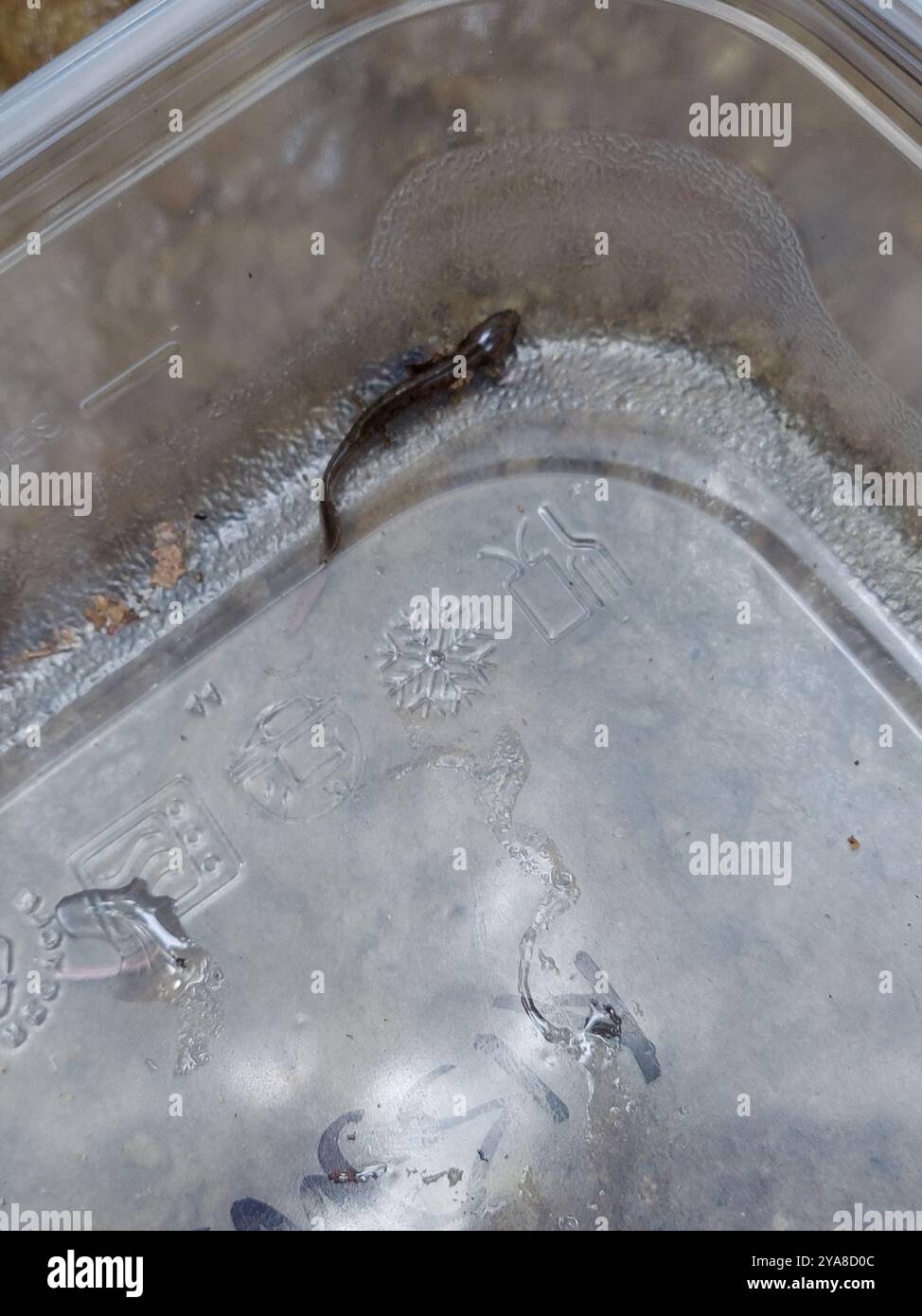 Northern Two-lined Salamander (Eurycea bislineata) Amphibia Stock Photo ...