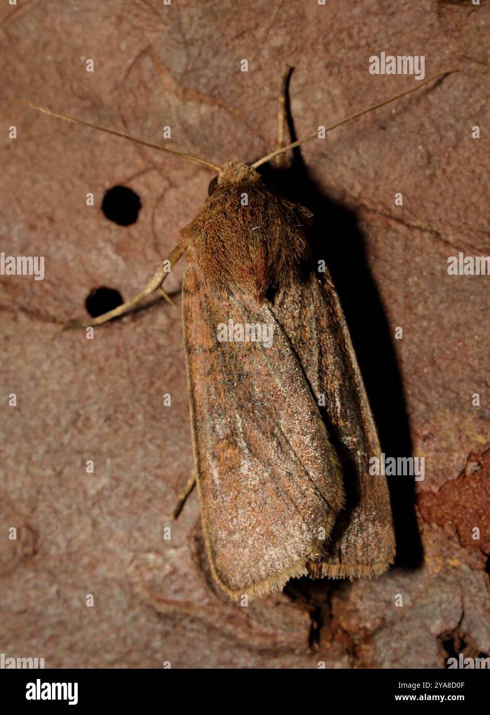 Square-spot Rustic (Xestia xanthographa) Insecta Stock Photo - Alamy