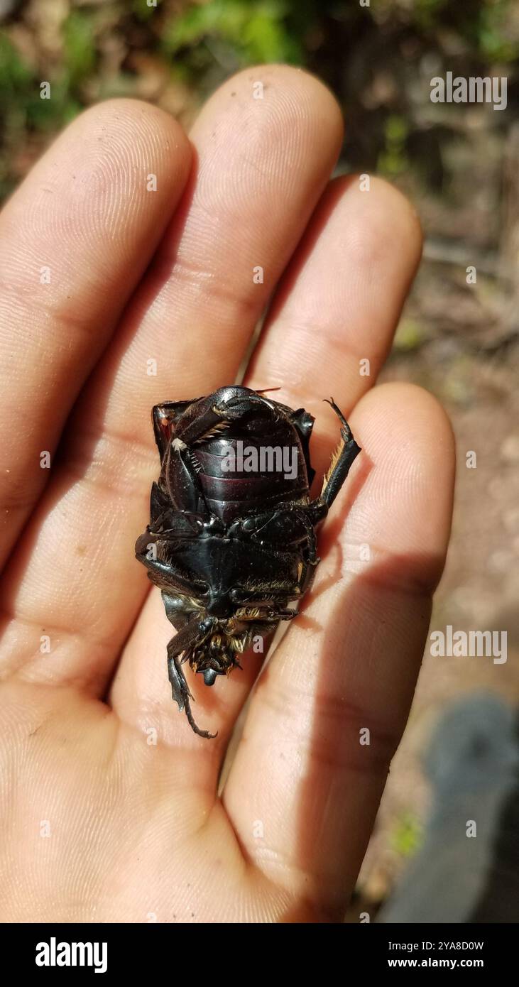 Figeater Beetle (Cotinis mutabilis) Insecta Stock Photo - Alamy