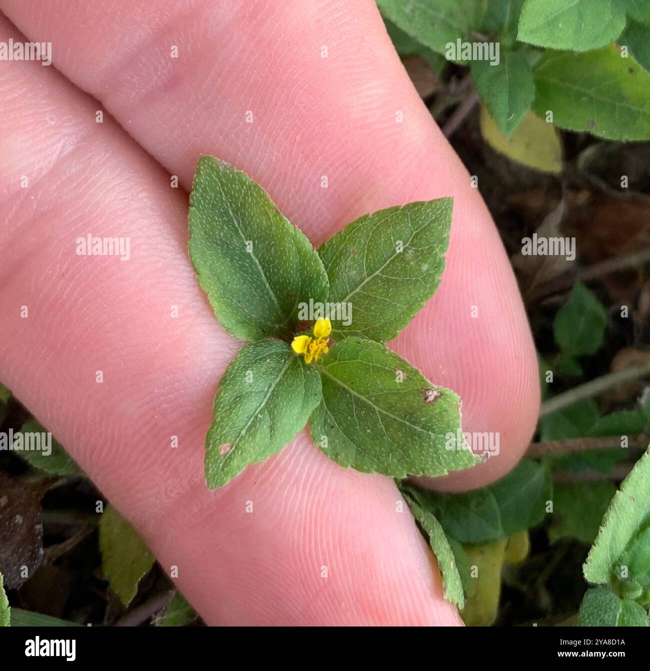 straggler daisy (Calyptocarpus vialis) Plantae Stock Photo - Alamy