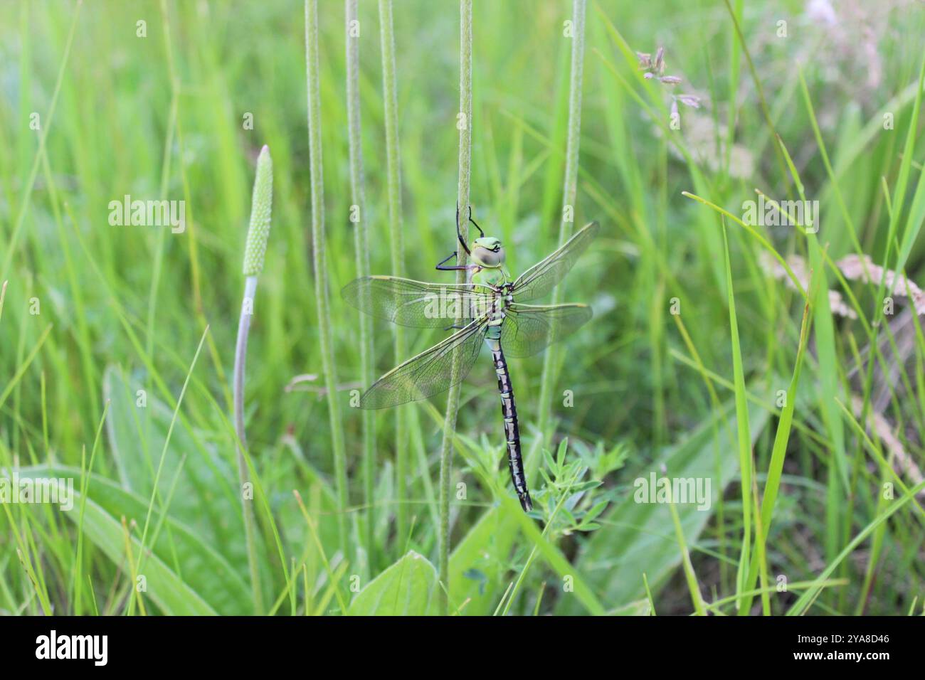 Blue Emperor (Anax imperator) Insecta Stock Photo - Alamy